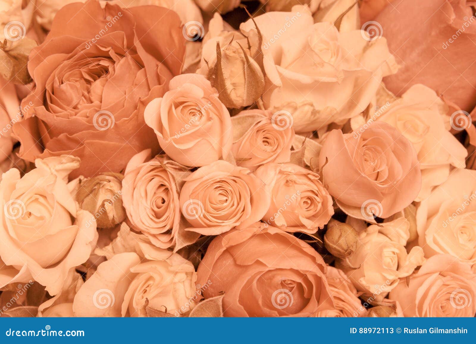 Tan and Peach Rosesbackground Pattern Stock Image - Image of closeup ...