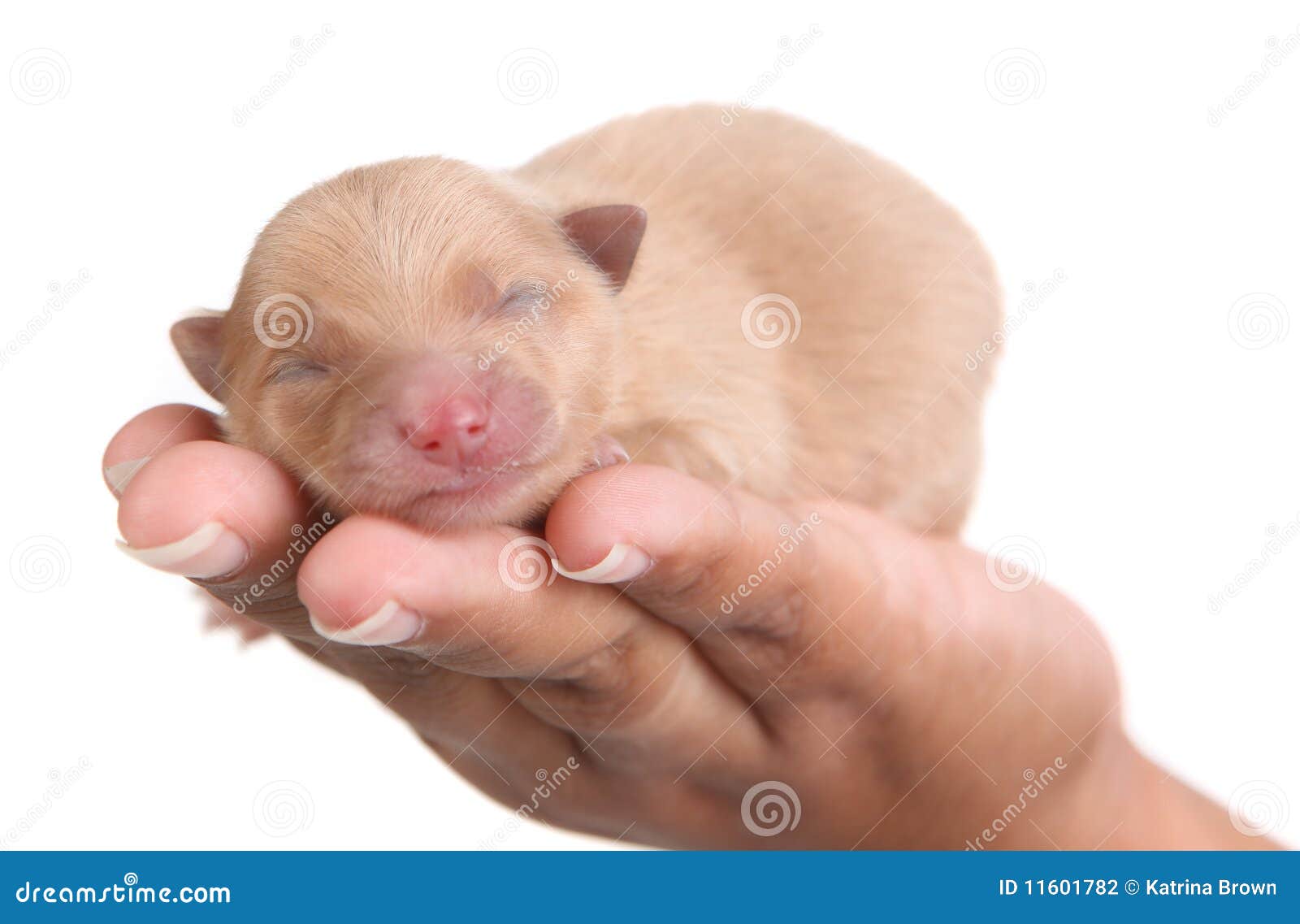 Tan Pomeranian Puppy Dog in Hand Stock Photo - Image of puppy ...