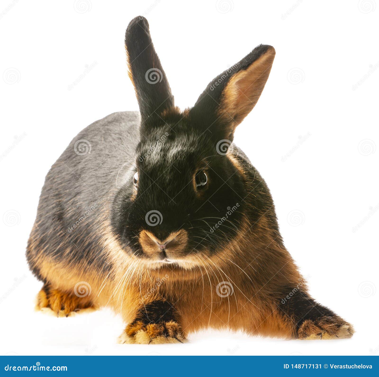 The Tan Rabbit on a White Background Stock Image - Image of bunny ...