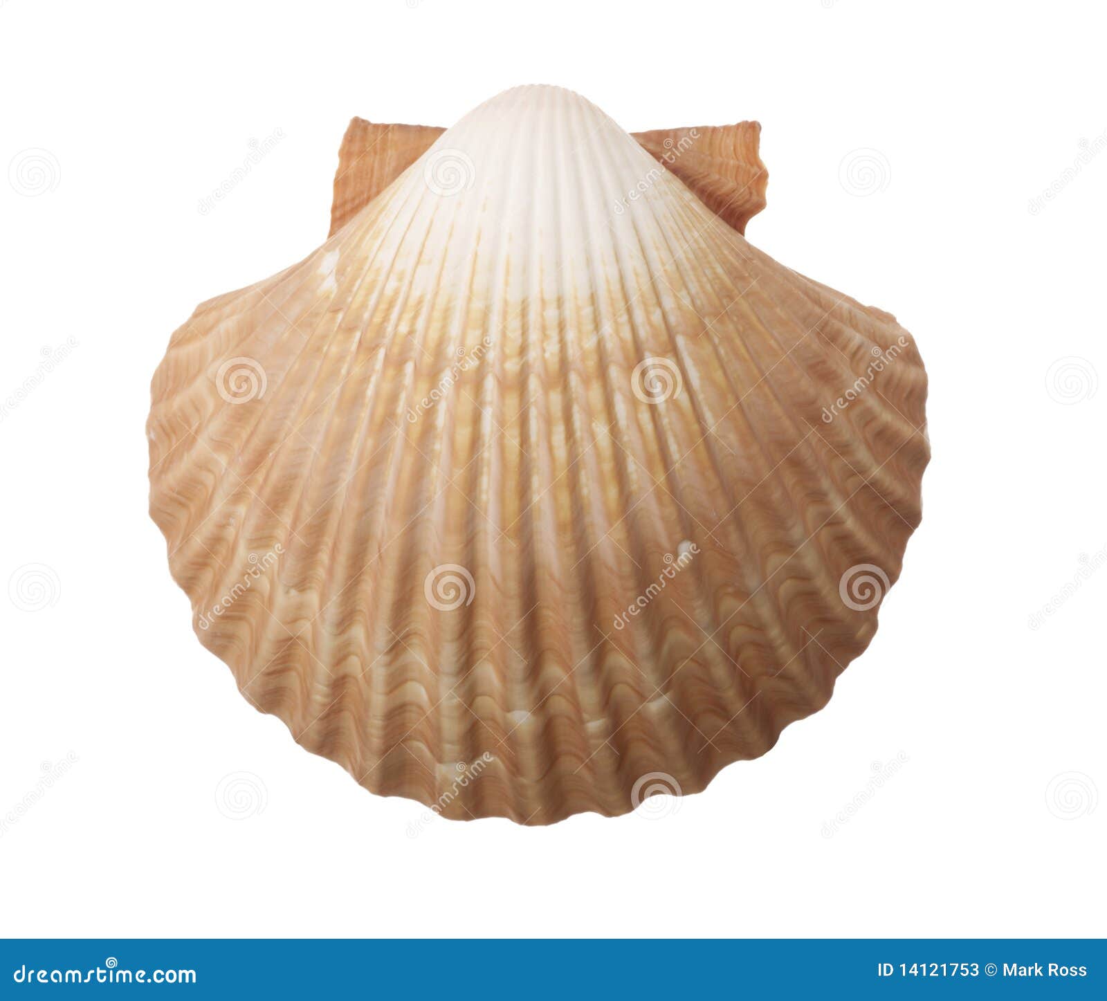 Tan Radial Sea Shell stock image. Image of isolated, yellow - 14121753