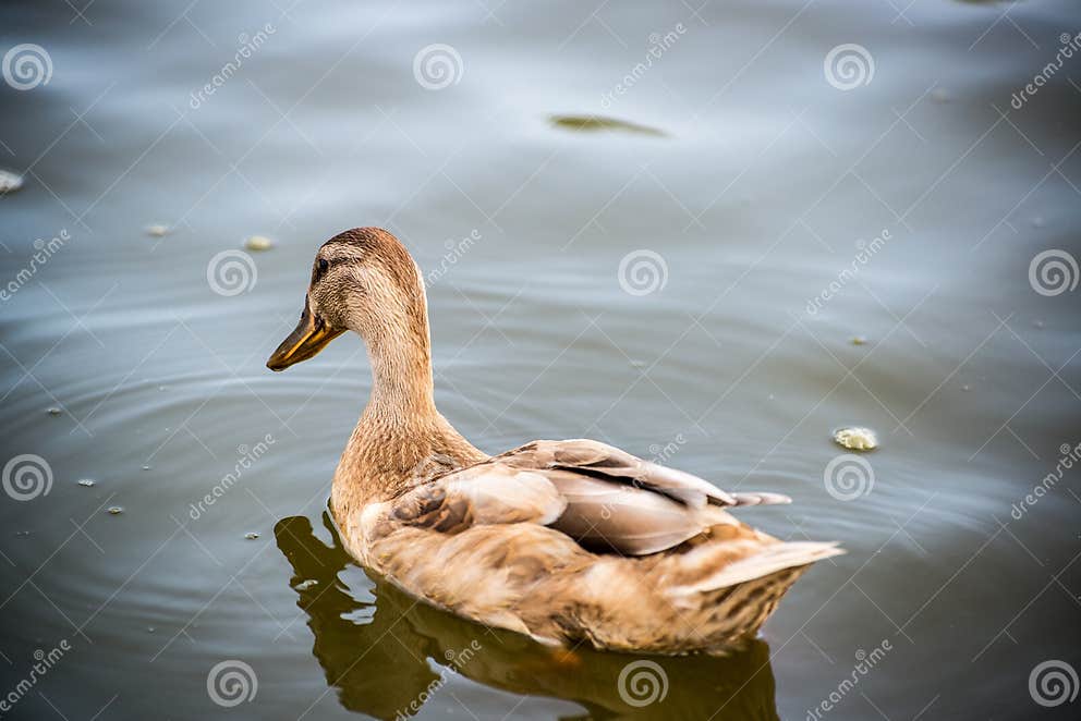 Tan Van De Eendclose-up Eend Stock Afbeelding - Image of eenden ...