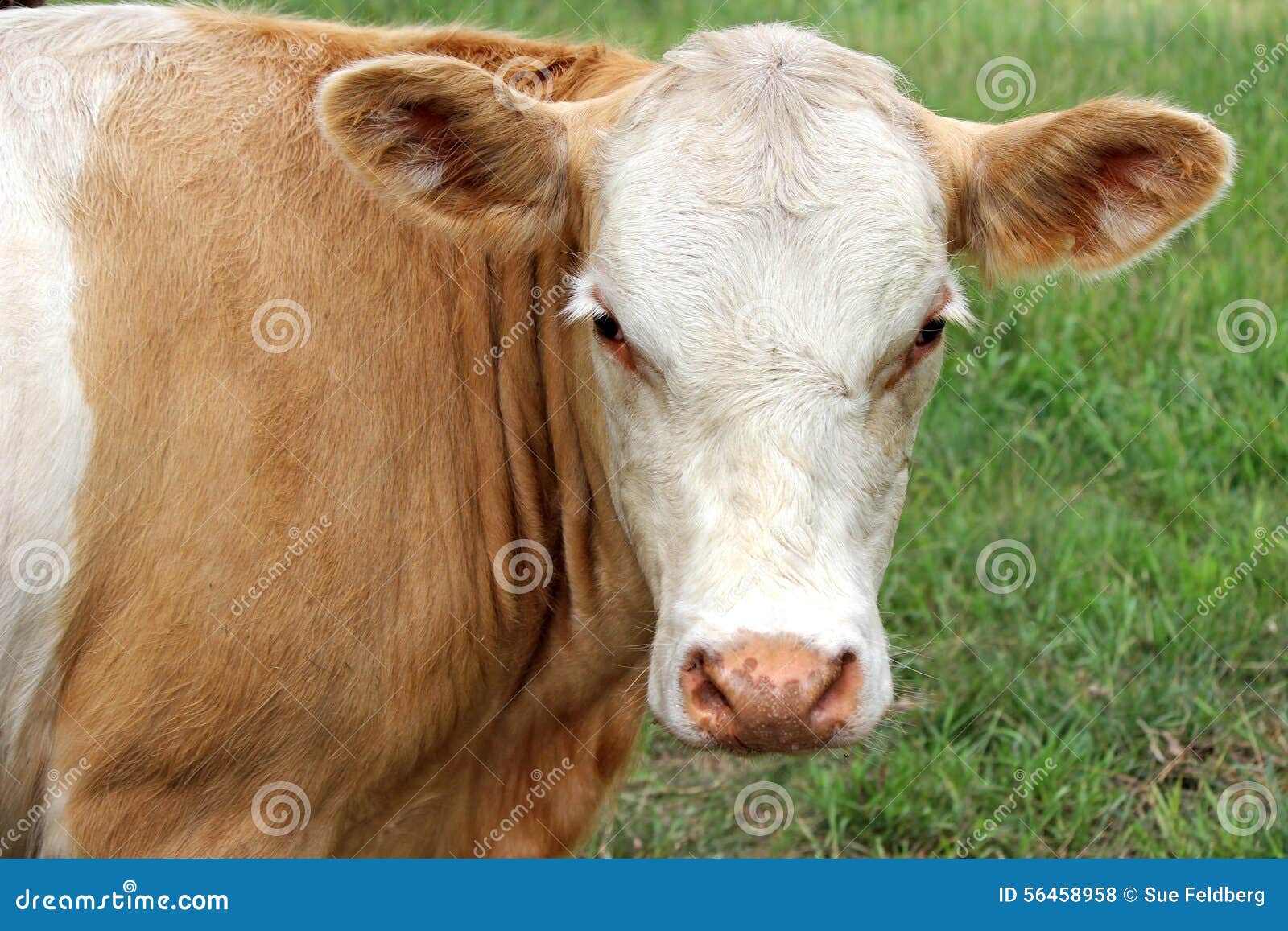 Tan and White Cow stock photo. Image of agriculture, beef - 56458958