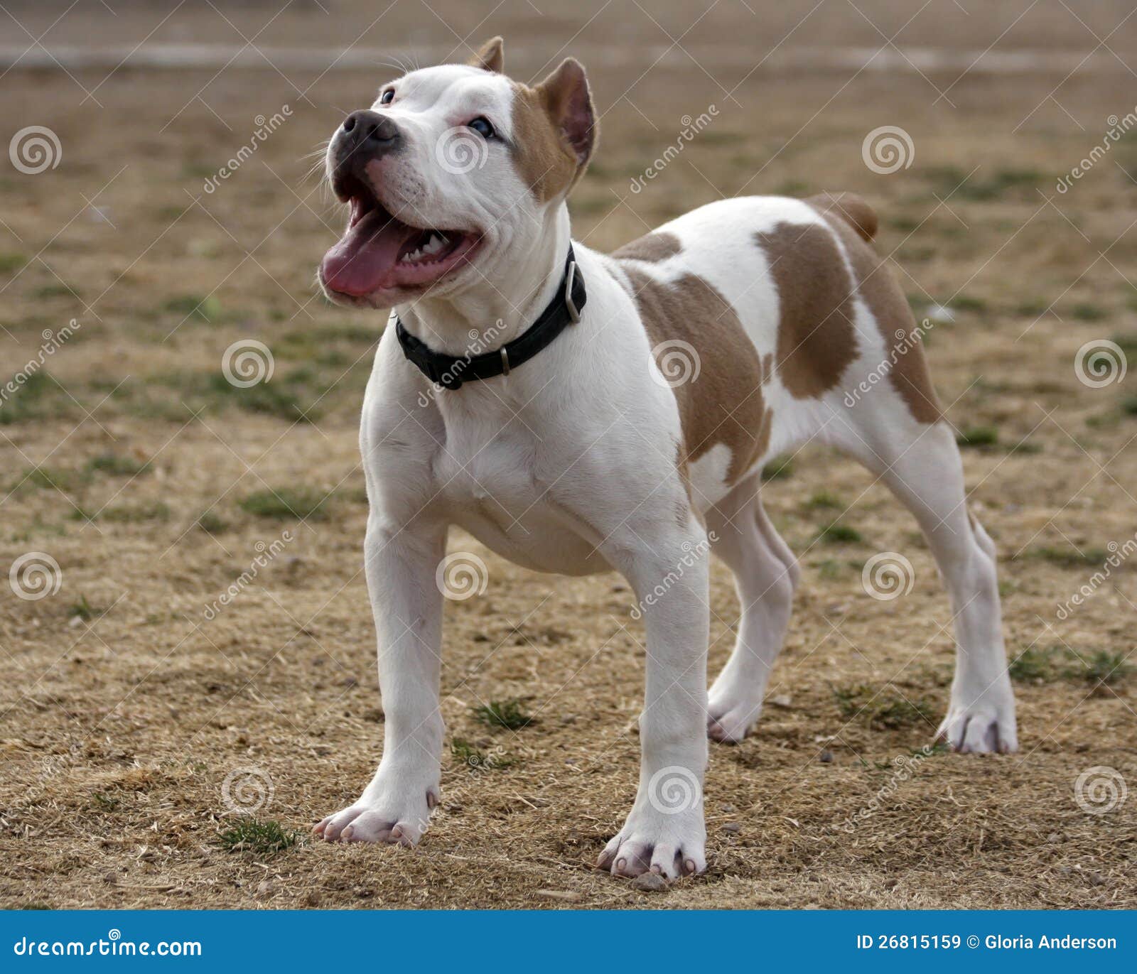 Tan Y Retrato Blanco De Pitbull Imagen de archivo - Imagen de hermoso ...