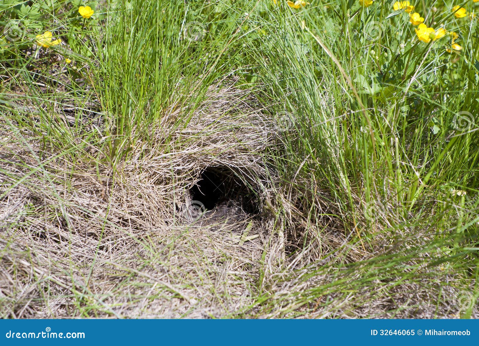 Tana animale immagine stock. Immagine di chiusura, erba - 32646065