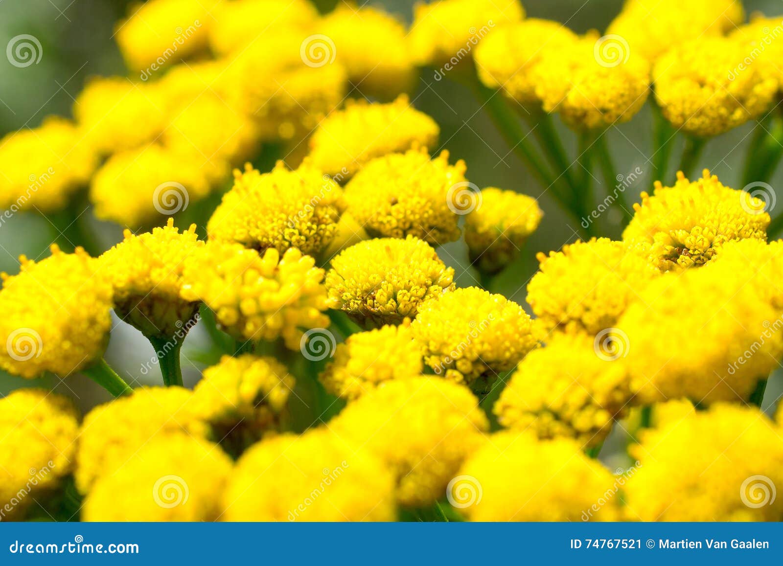 Tanacetum flowers. stock image. Image of meadow, buttons - 74767521