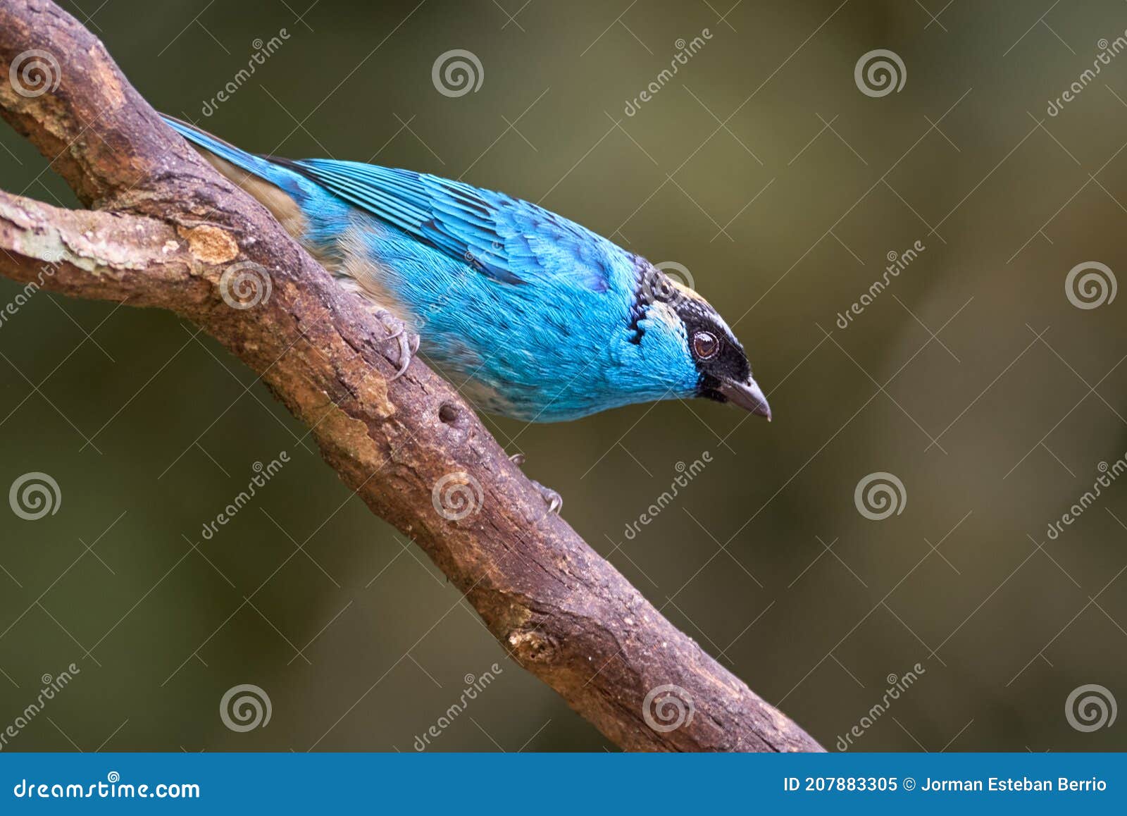 Tanager Looking for Food from a Branch Stock Image - Image of feather ...