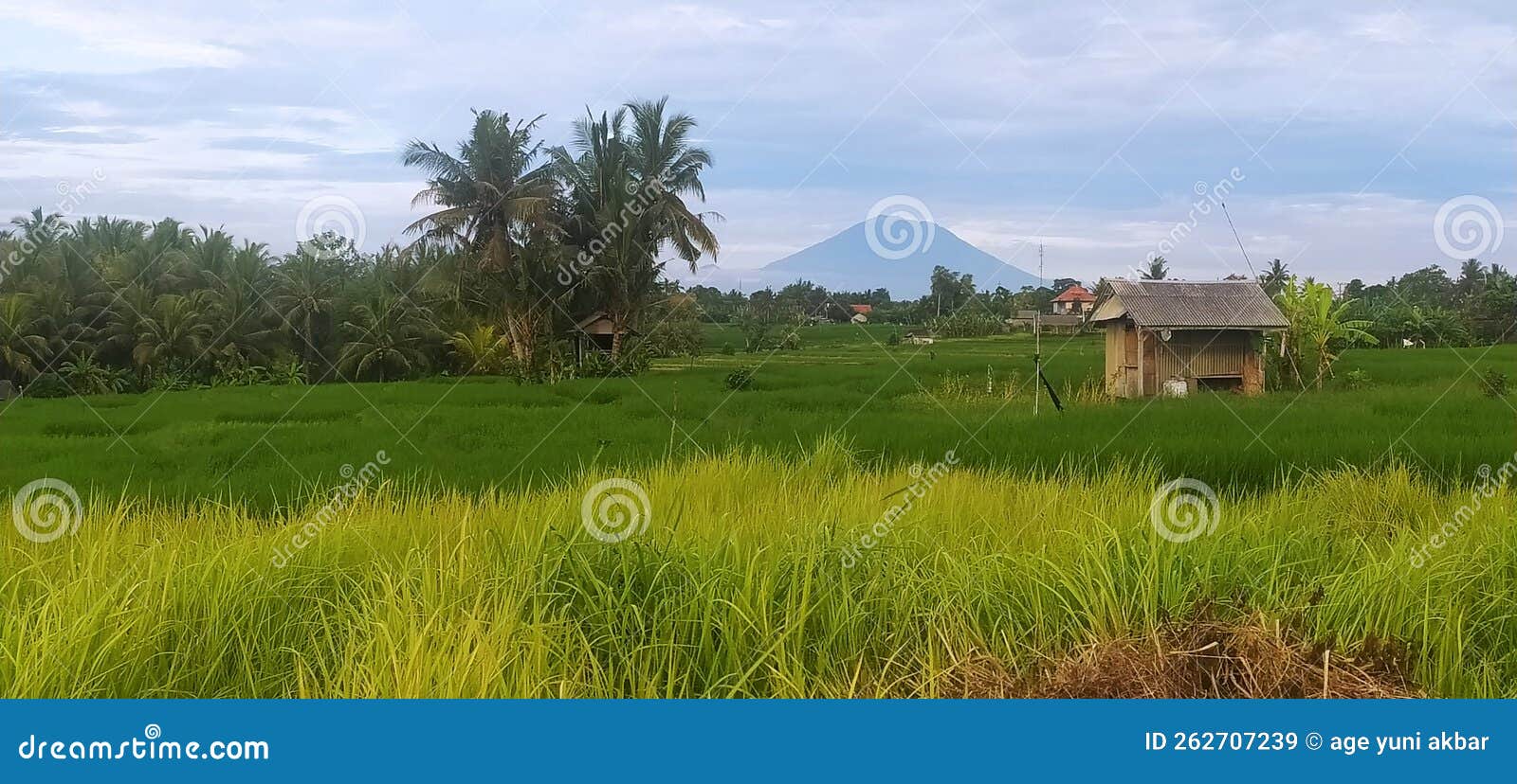 Land Lot View Mountain and Rice Field Stock Image - Image of pasture ...