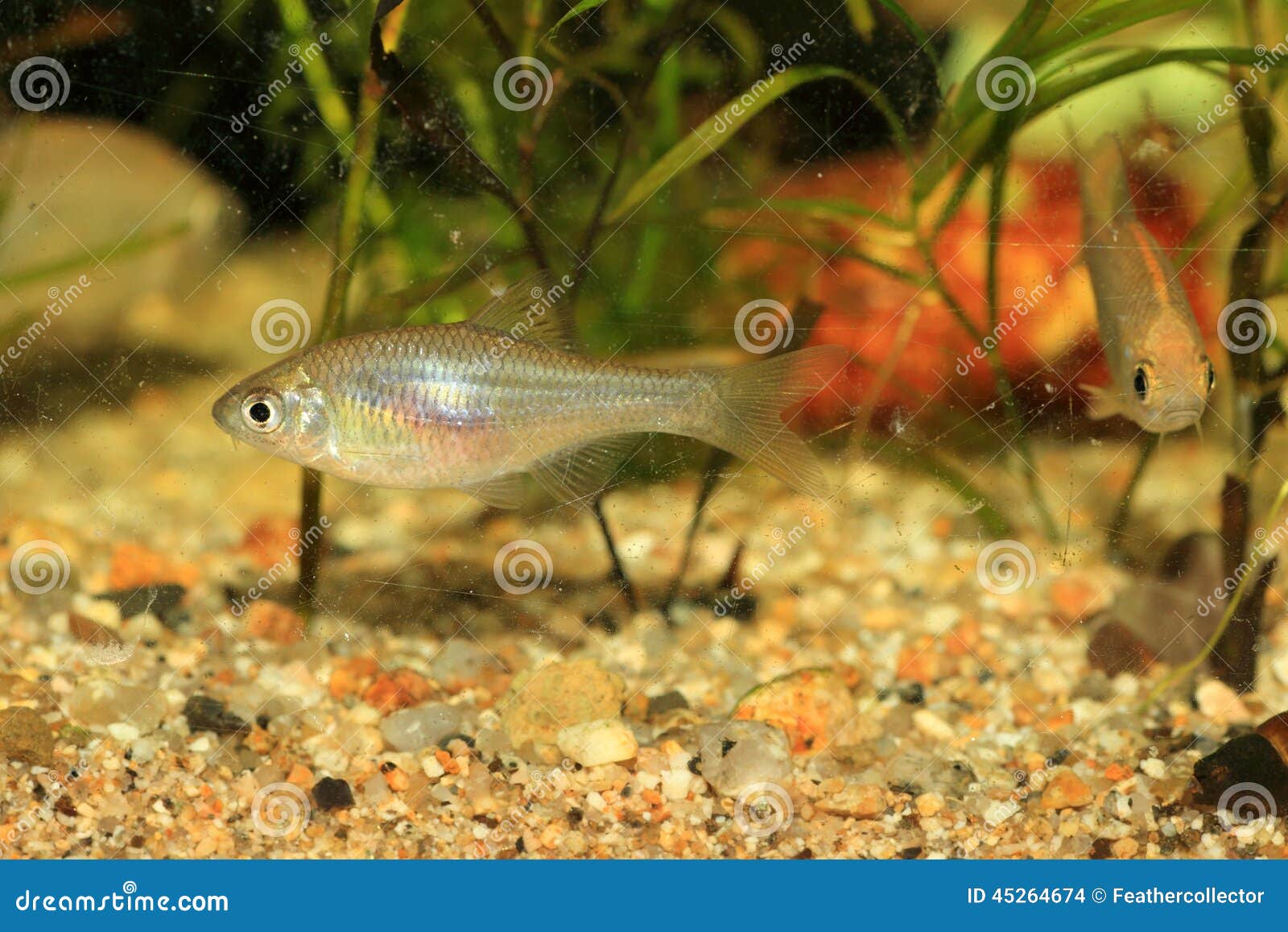 Tanakia limbata tango fish stock photo. Image of nature - 45264674
