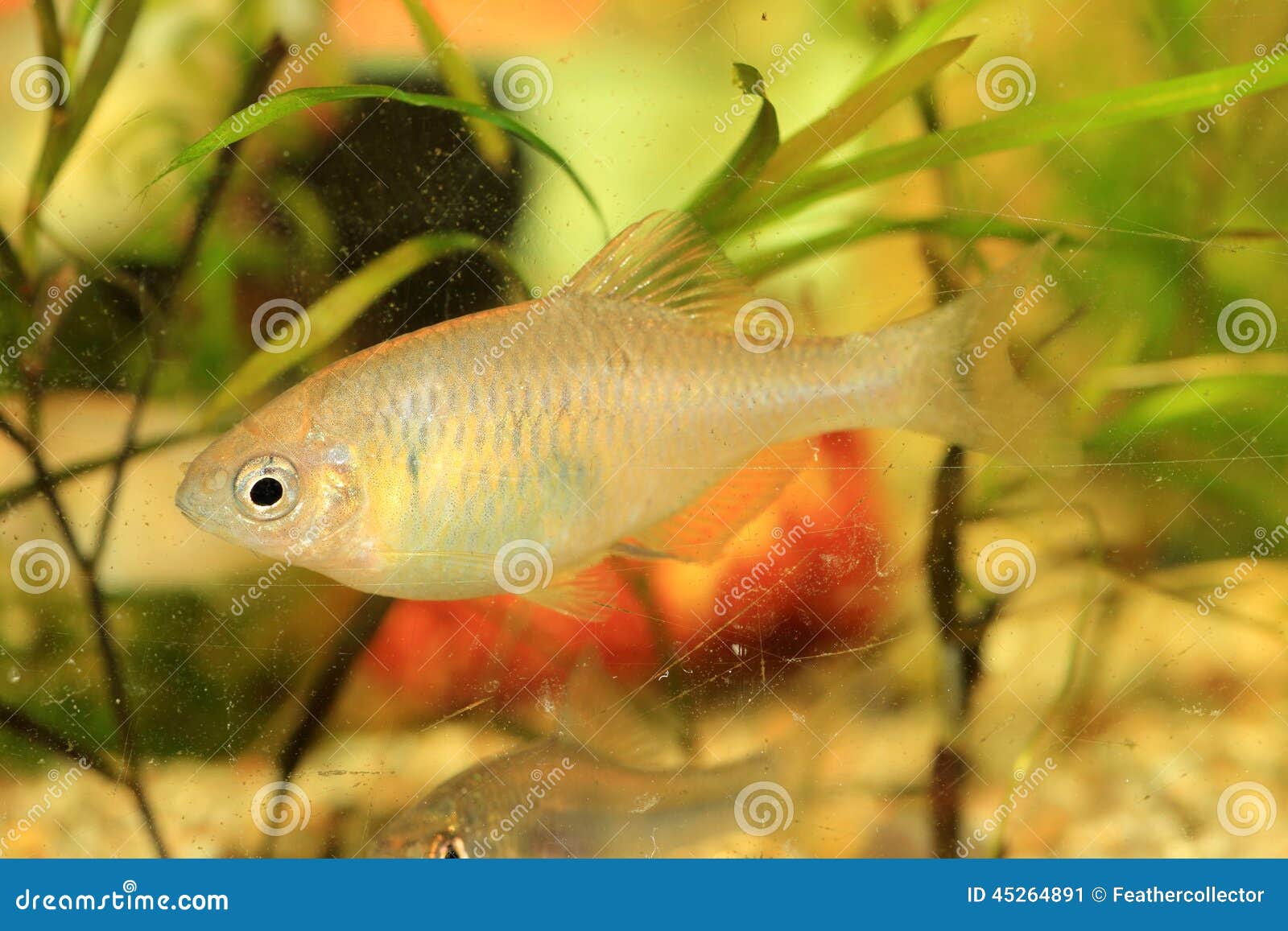 Tanakia Stock Photos - Free & Royalty-Free Stock Photos from Dreamstime