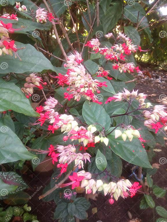 Tanaman bunga unik stock photo. Image of tree, flower - 332383282