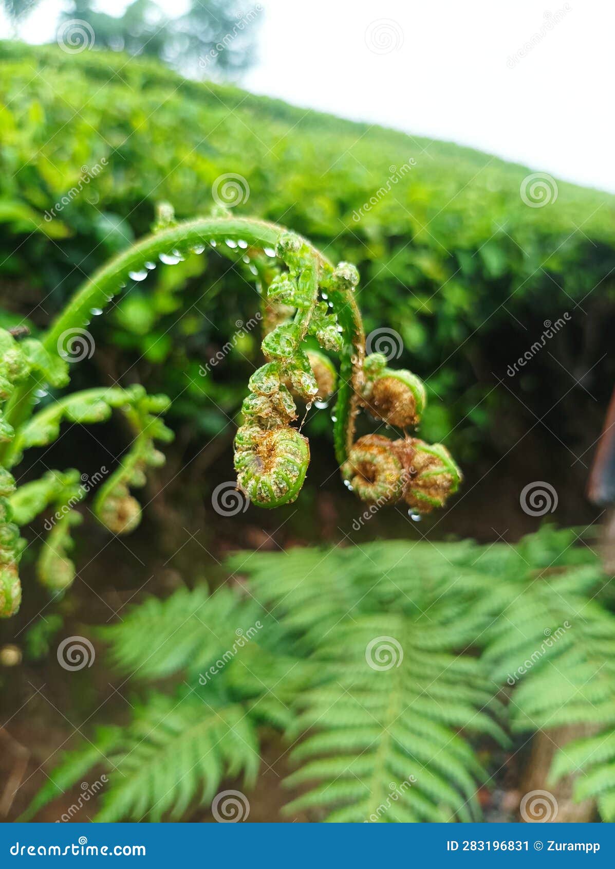 Tanaman liar stock image. Image of hutan, pakis, tanaman - 283196831