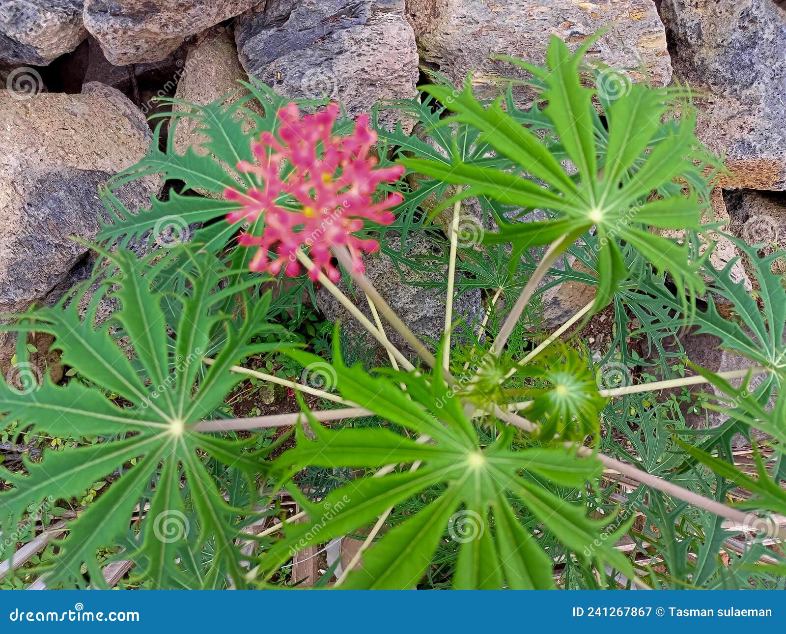 Tanaman obat kayu rapet stock image. Image of plant - 241267867