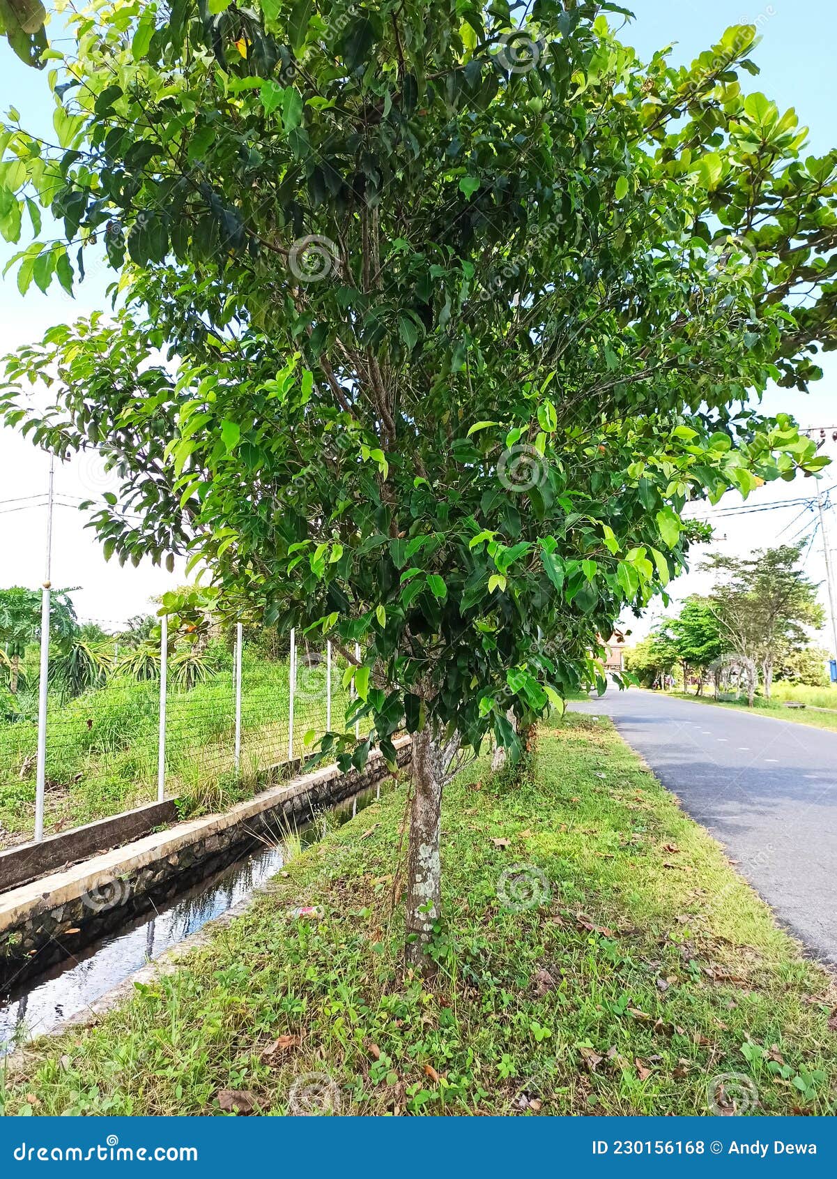 Tanaman Pinggir Jalan Stock Photos - Free & Royalty-Free Stock Photos ...