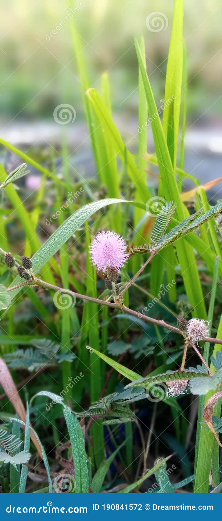 Putri Malu Leaves Stock Photography | CartoonDealer.com #233750216