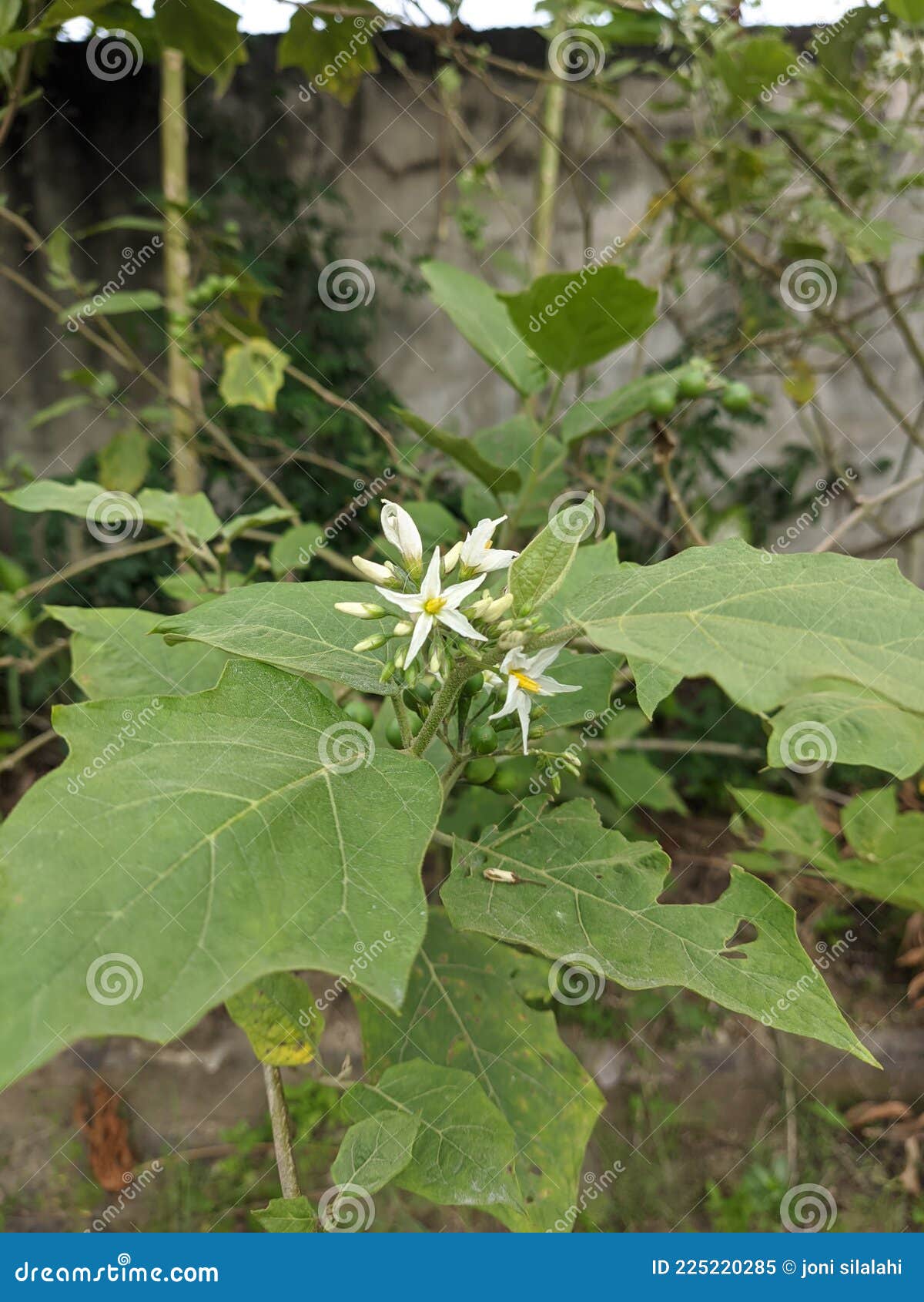 Mini Egg Plant Turkey Berry Stock Image - Image of rimbang, autumn ...