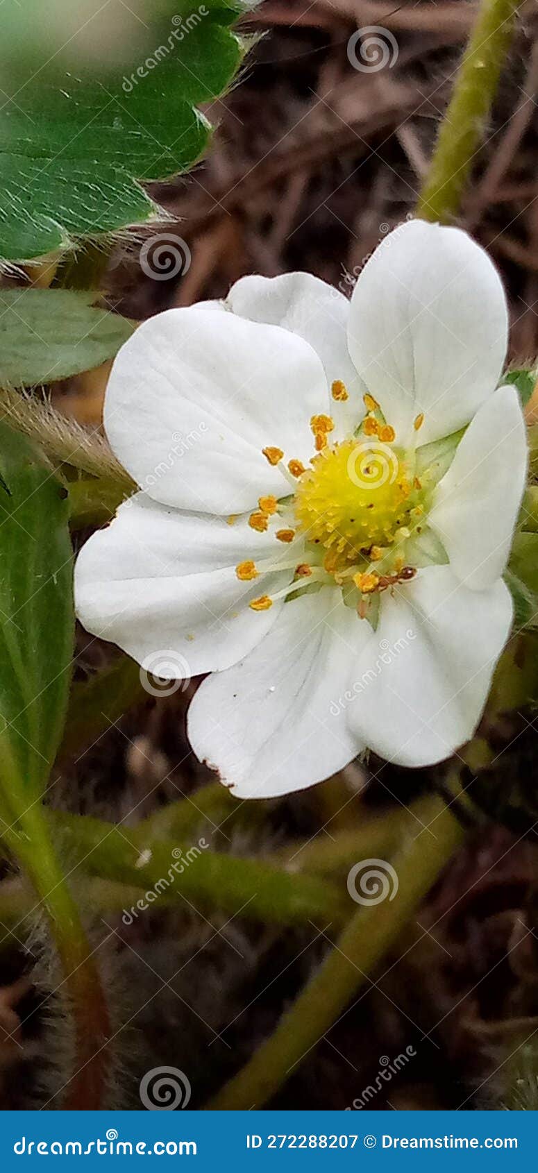 Tanaman tree bunga stock image. Image of bunga, plant - 272288207