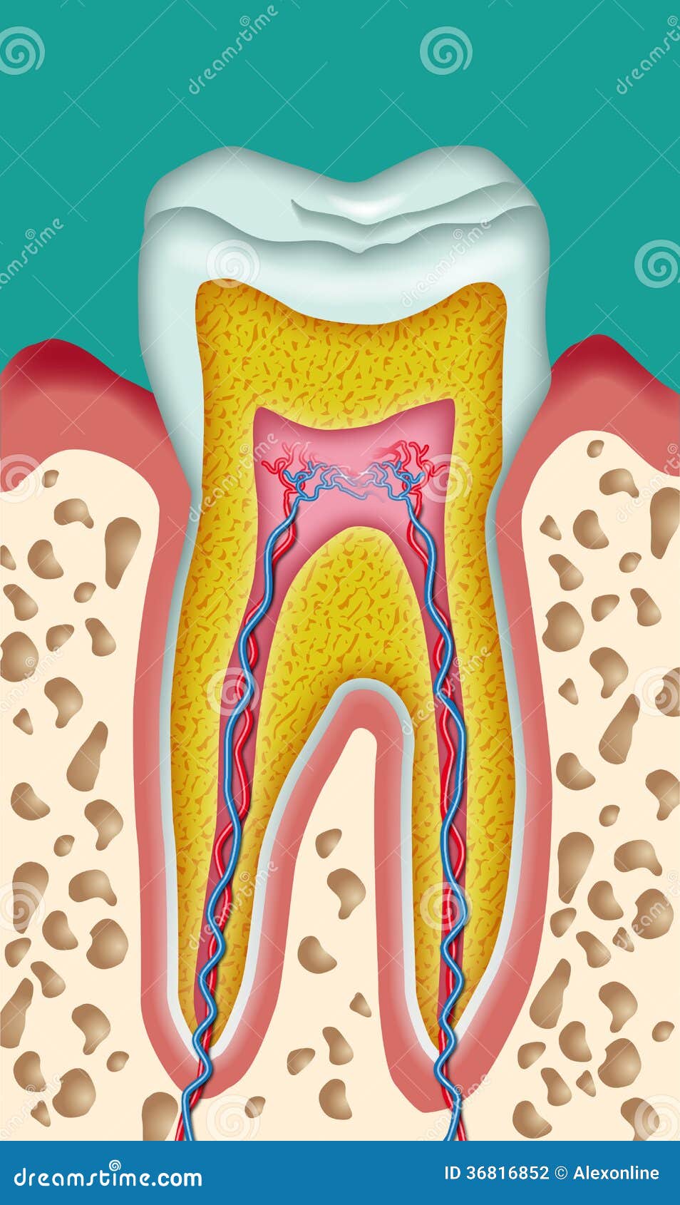 Tand vector illustratie. Illustration of besnoeiing, knipsel - 36816852