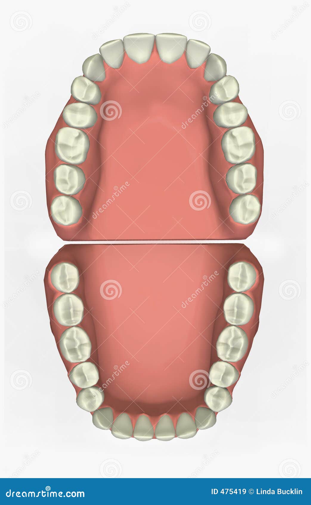 Tand- diagram 3d stock illustrationer. Illustration av ortodontist - 475419