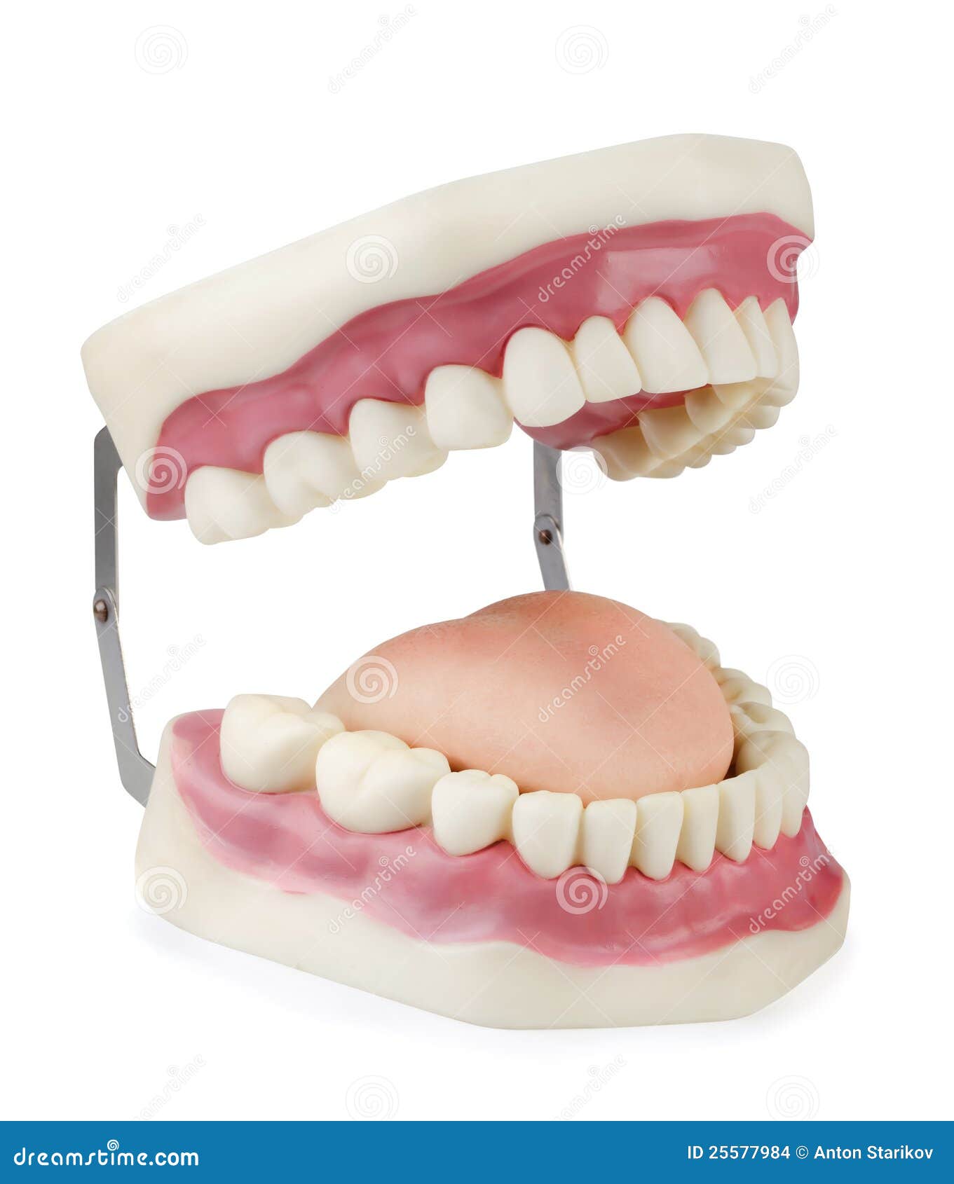 Tand model stock foto. Image of anatomie, arts, kunstmatig - 25577984