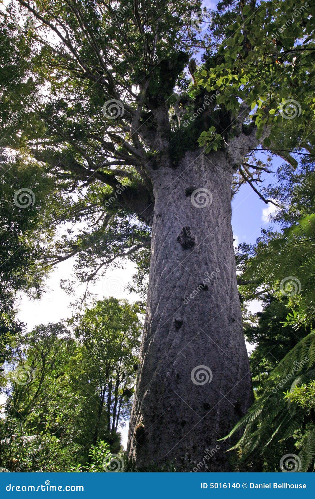 Tane Mahuta - Large Kauri Tree Stock Photo - Image of zealand, massive ... Tane Mahuta - Large Kauri Tree Stock Photo - Image of zealand, massive ...