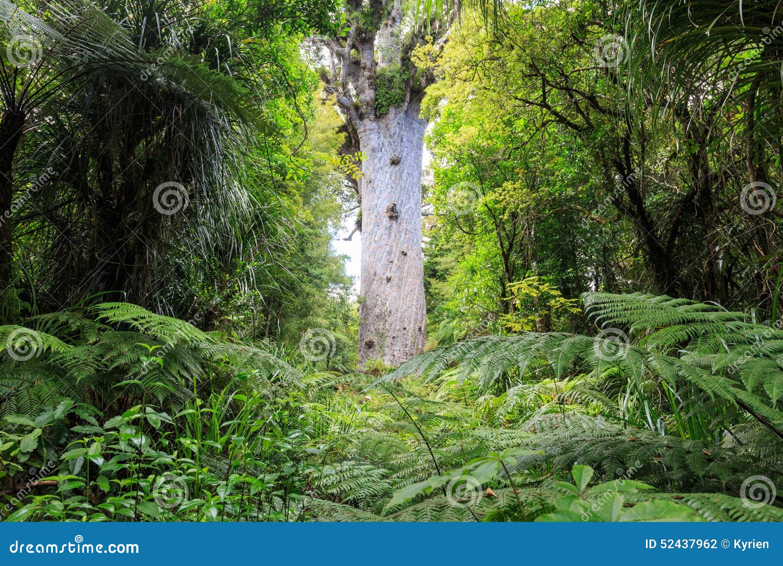 Tane Mahuta, Signore Della Foresta Fotografia Stock - Immagine di ...
