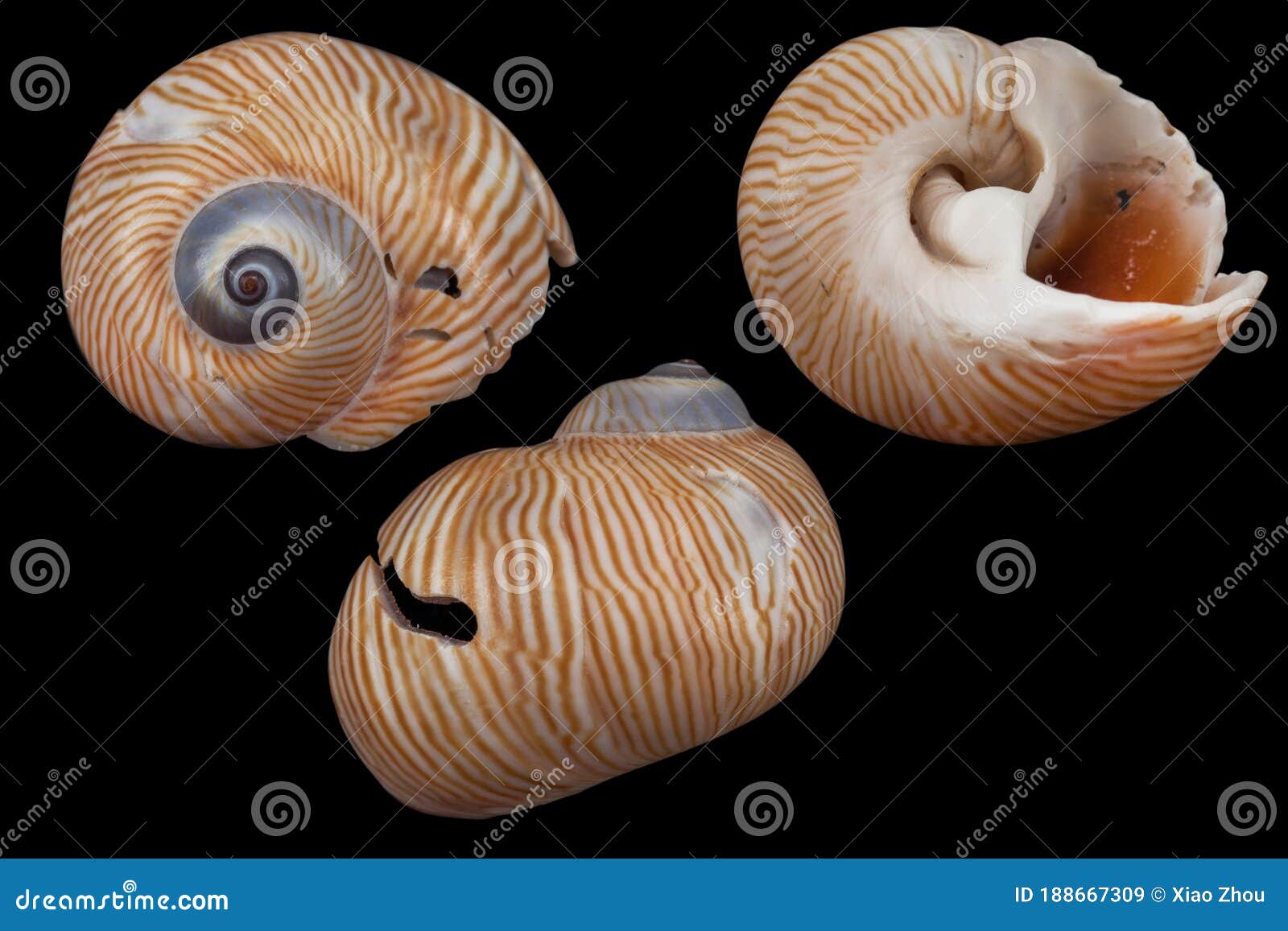 Tanea Lineata Photos - Free & Royalty-Free Stock Photos from Dreamstime