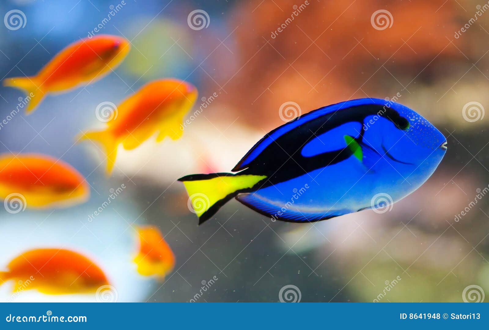 Tang stock photo. Image of nature, coral, colorful, aquarium - 8641948