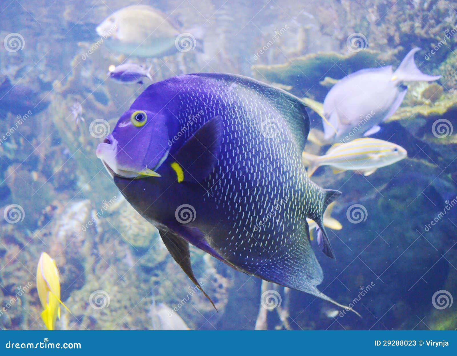 Tang fish stock image. Image of stripe, blue, plunging - 29288023