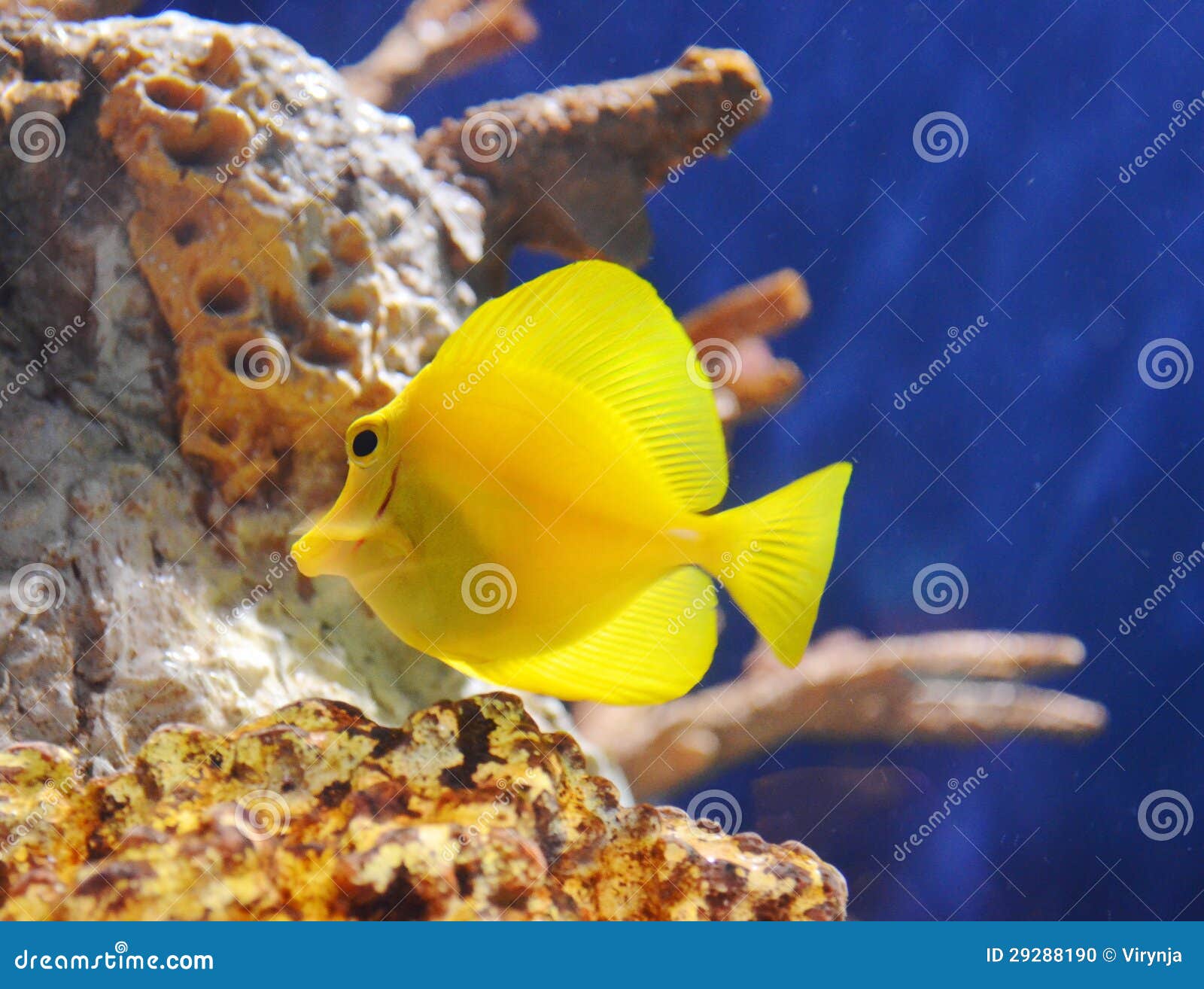 Tang fish stock photo. Image of exotic, fauna, plunging - 29288190