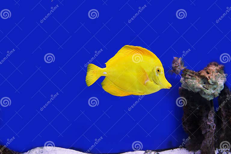 Tang fish stock image. Image of bubbles, swim, aquarium - 4469819