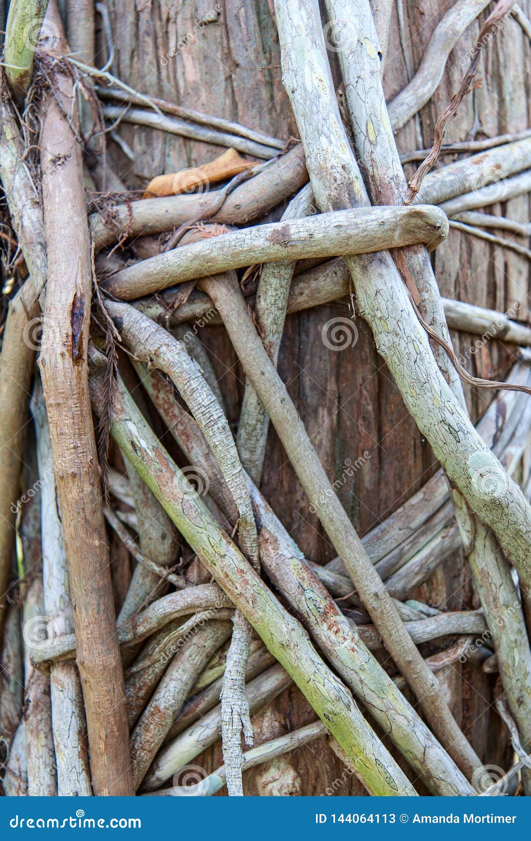 Knotted Pine Tree Roots Stock Photos - Free & Royalty-Free Stock Photos ...