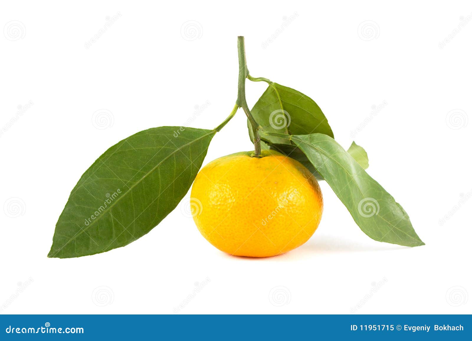 Tangerine stock image. Image of citrus, single, nature - 11951715