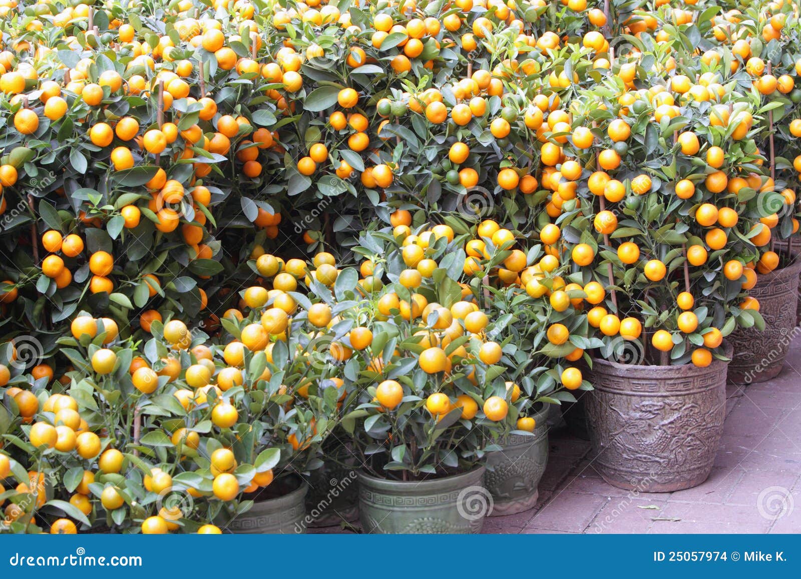 Tangerine stock photo. Image of leaf, size, tree, nature - 25057974