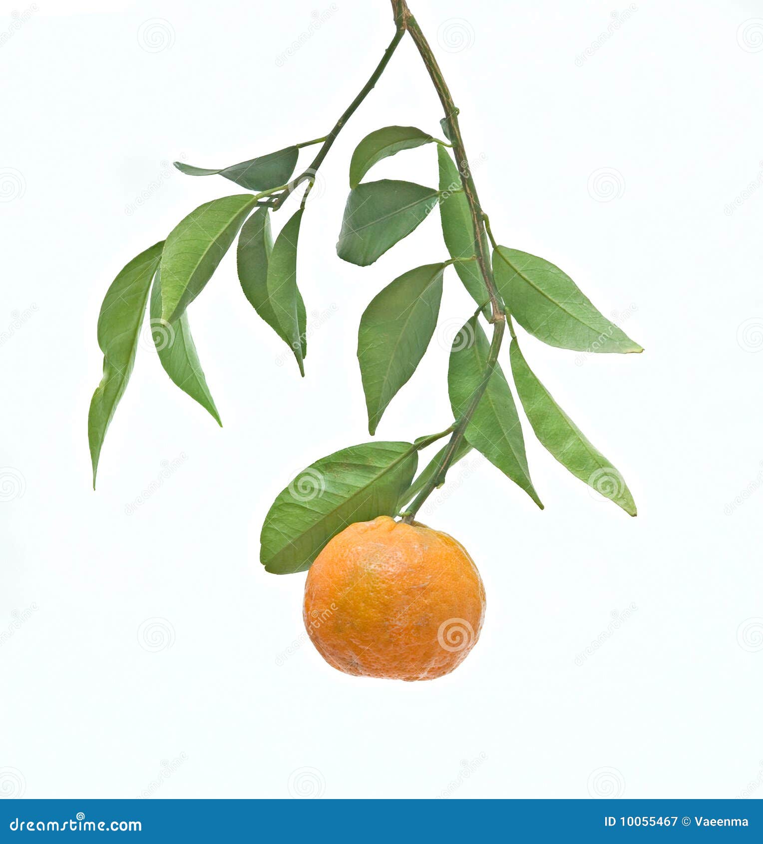 Tangerine on branch stock image. Image of yellow, background - 10055467