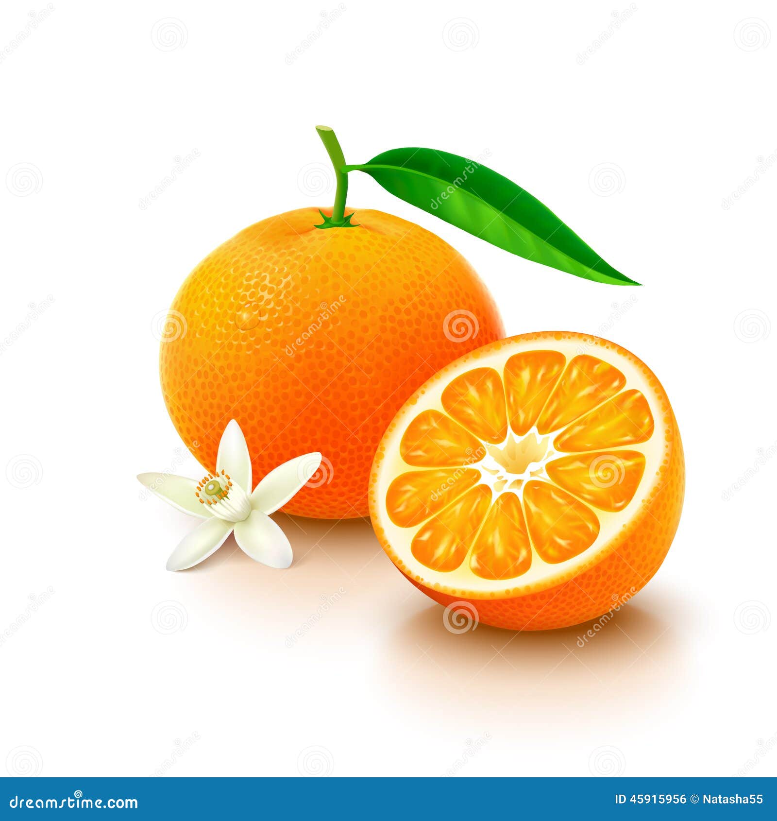 Half Clementine Stock Illustrations – 746 Half Clementine Stock ...