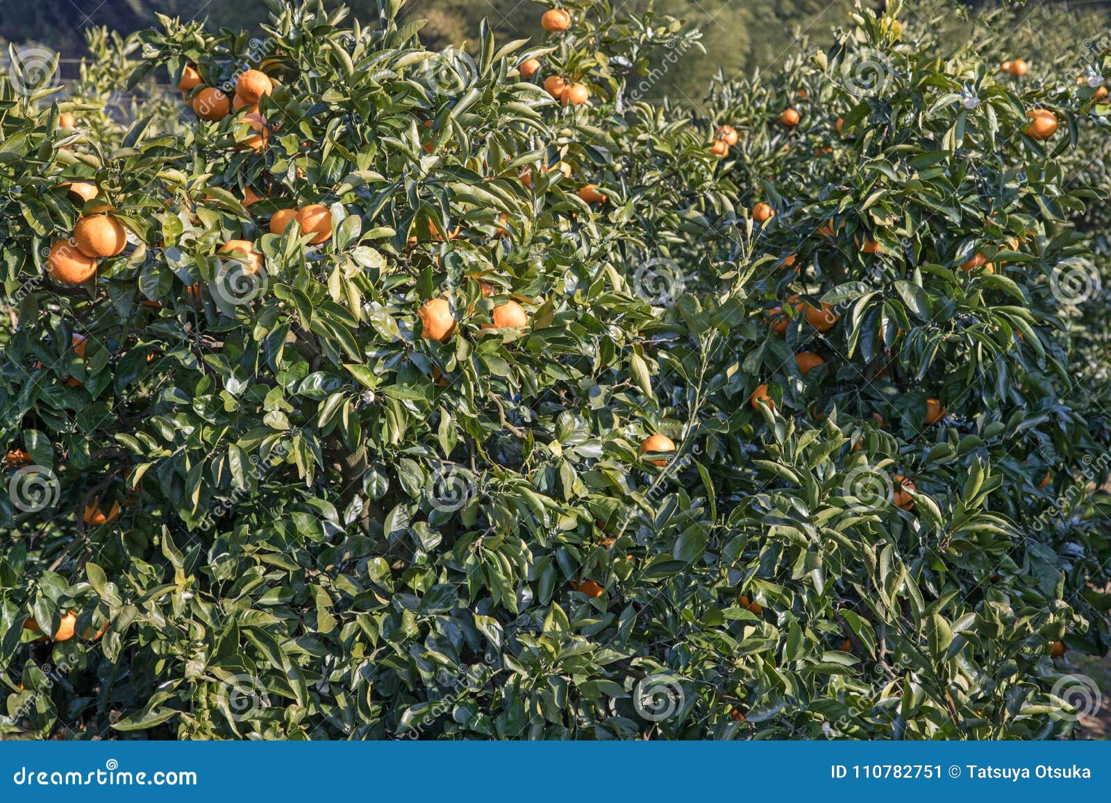 Tangerine Gardens in Japan stock image. Image of tree - 110782751