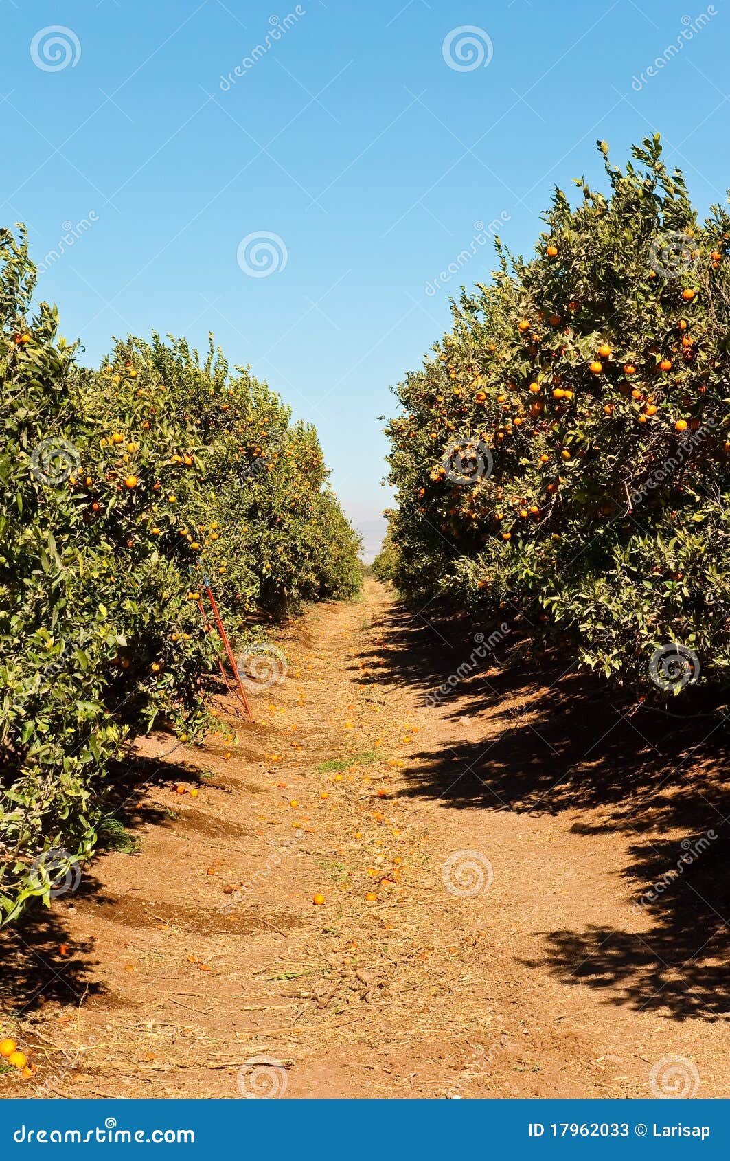 Tangerine grove. stock image. Image of colorful, branch - 17962033