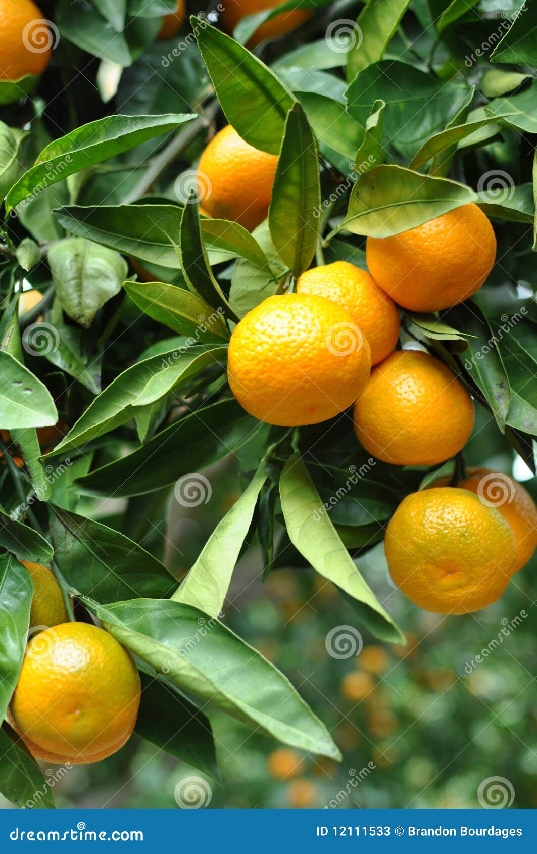 Tangerine Hanging from the Tree Stock Image - Image of stand, backyard ...