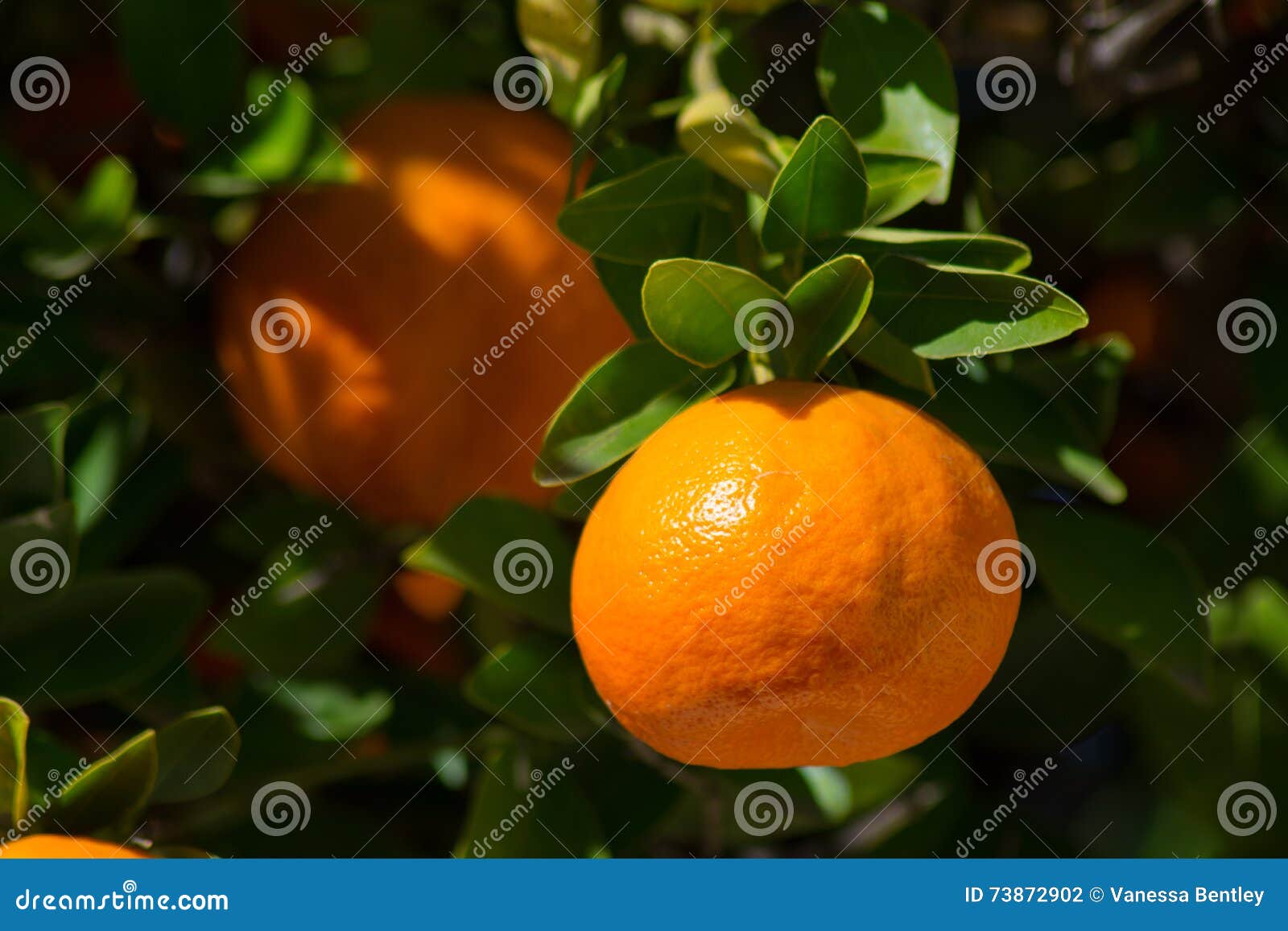 Tangerine or Mandarin on a Tree Branch Stock Photo - Image of nature ...