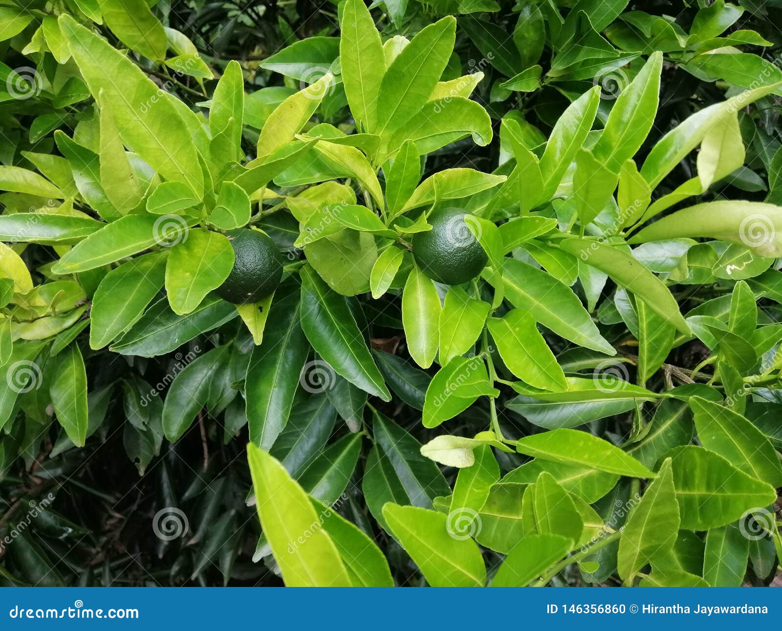 Tangerine stock photo. Image of naran, graphics, fruits - 146356860