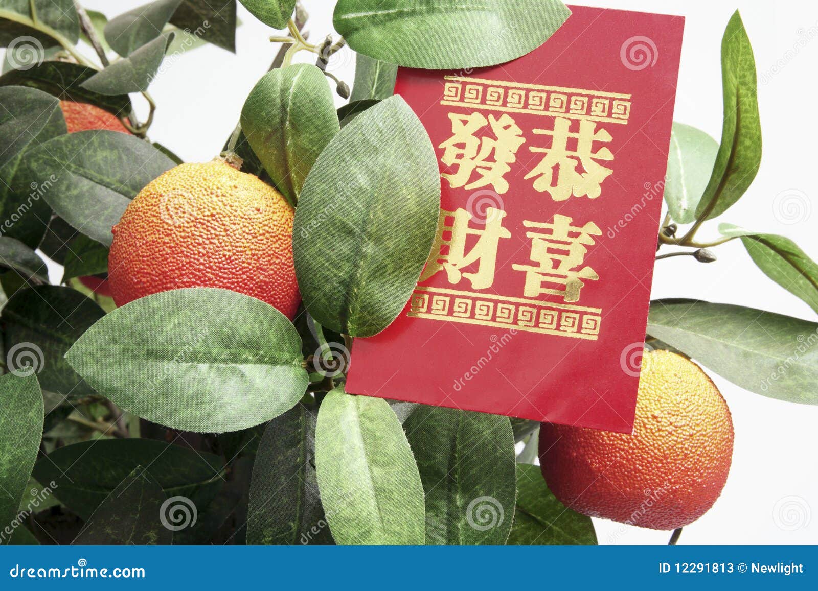 Tangerine Plant with Red Packet Stock Image - Image of closeup ...
