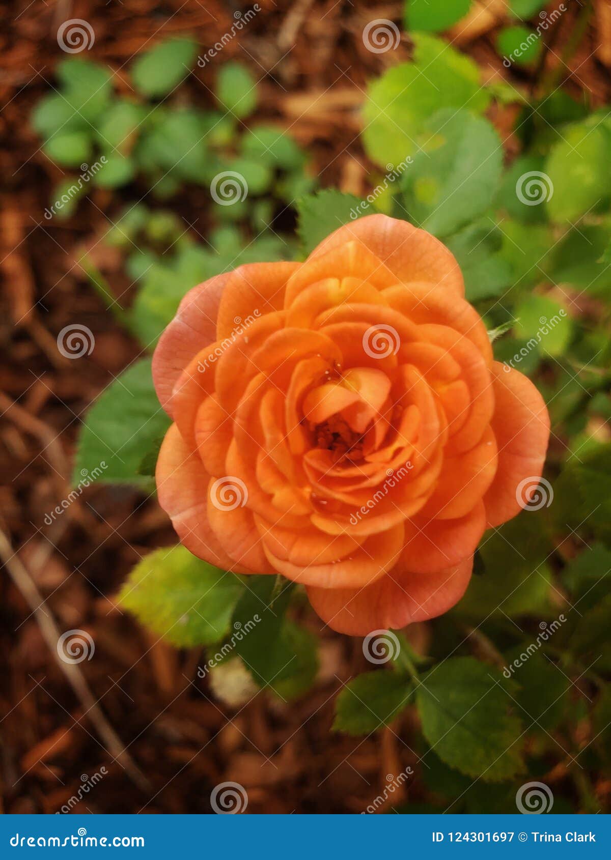TANGERINE ROSE stock image. Image of garden, beautiful - 124301697