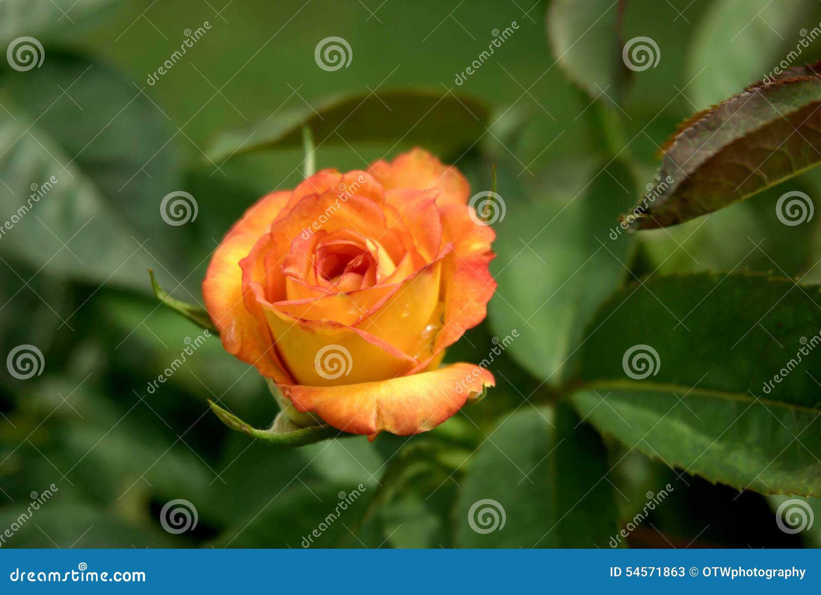 Tangerine Rose stock image. Image of petals, drops, flower - 54571863