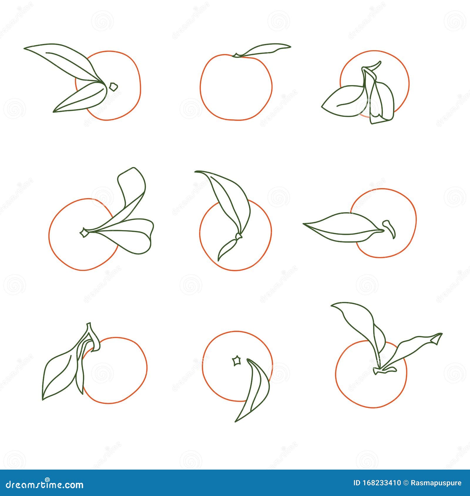 Tangerine Selection Vector Line Drawing on White Background Stock ...