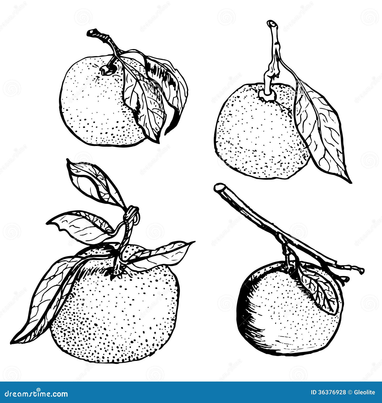 Tangerine sketches stock vector. Illustration of line - 36376928