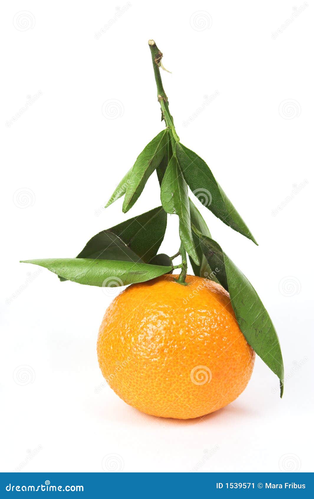 Tangerine, Stem with Leaves Stock Image - Image of citrus, fruits: 1539571
