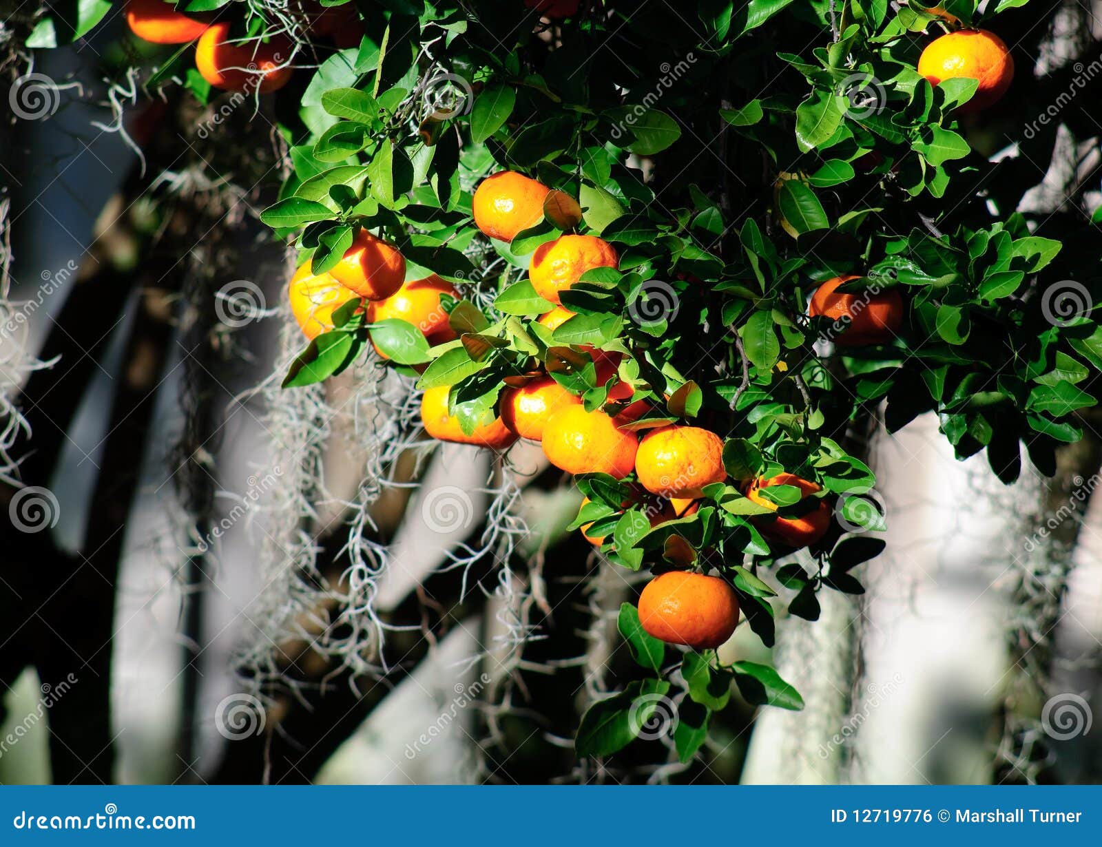 Tangerine Tree stock photo. Image of tree, tangerine - 12719776
