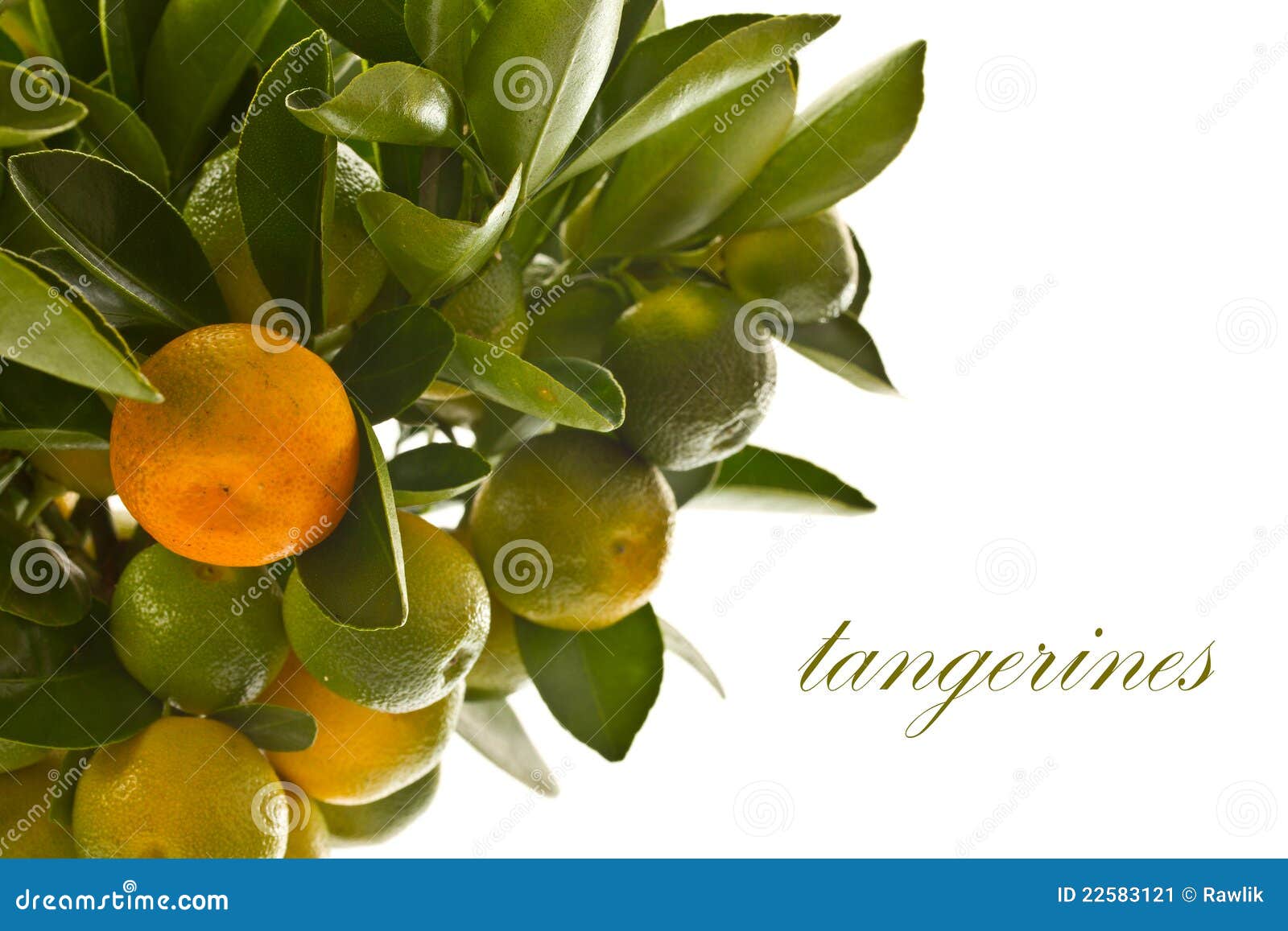 Tangerine tree stock image. Image of ingredient, natural - 22583121