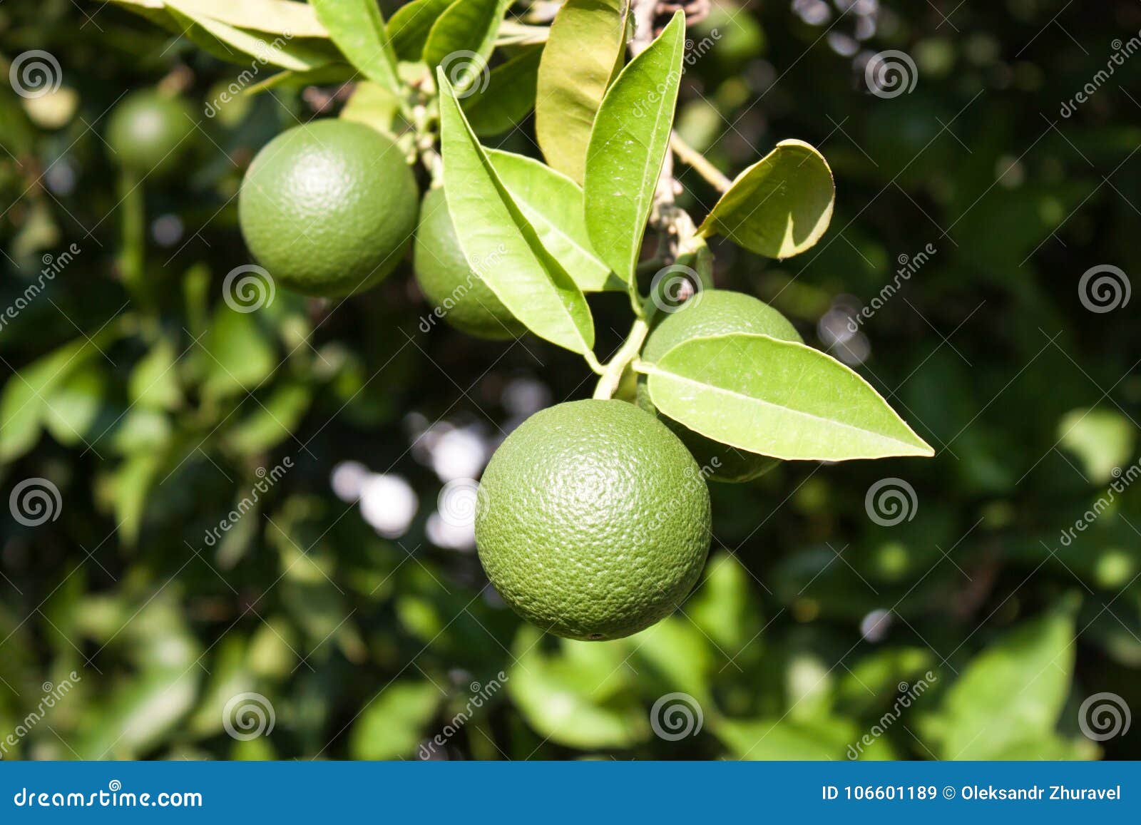Tangerine fruit on a tree stock image. Image of citrus - 106601189