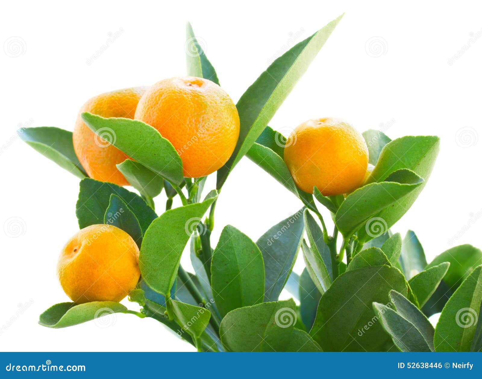 Tangerine tree stock photo. Image of natural, orange - 52638446